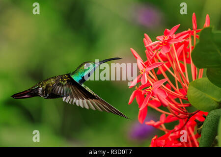 green-breasted mango hummingbird flying in Costa Rica, Central America ...