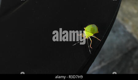 Chincha bug. Brilliant green bug on dark wood surface. Insect wildlife ...