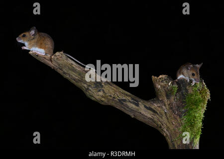 wood mice climbing on tree stump Stock Photo - Alamy