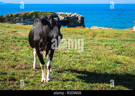 spanish milk cow farms in the seaside,asturias,spain Stock Photo - Alamy