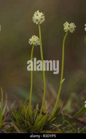 Scottish Asphodel, Tofieldia pusilla, in flower Stock Photo - Alamy