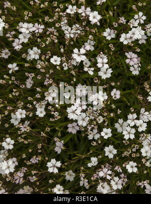 Alpine catchfly in flower in mountain turf. Very rare in uk Stock Photo ...