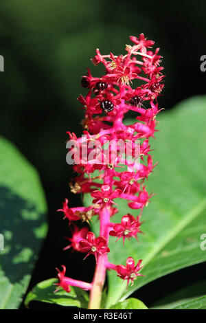 Close up of phytolacca acinosa, also known as Indian Pokeweed, Pokebush ...
