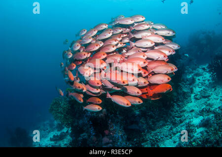 Shoal of Slender Pinjalo Snapper, Pinjalo lewisi, Tufi, Solomon Sea ...