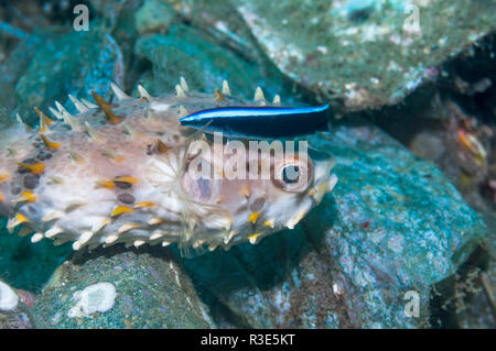 Underwater marine life, Bridled Burrfish, Chilomycterus antennatus ...