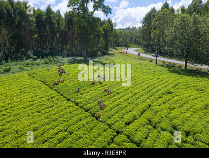 Aerial view of ethiopian people working at green tea plantation, Keffa ...