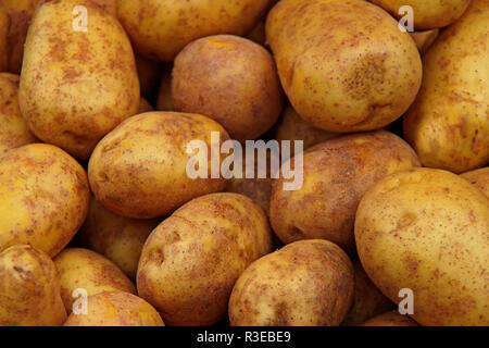 german potato marabel Stock Photo - Alamy