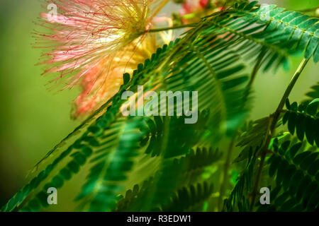 Calliandra is a genus of flowering plants in the pea family, Fabaceae ...