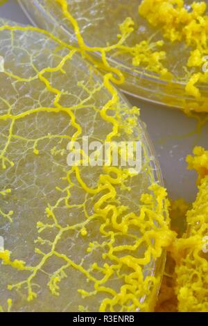Yellow Slime Mould (Physarum polycephalum) Growing and Network Forming ...