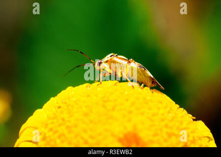 Mirid Bug (Orthops basalis) - Umbria, Italy Stock Photo - Alamy