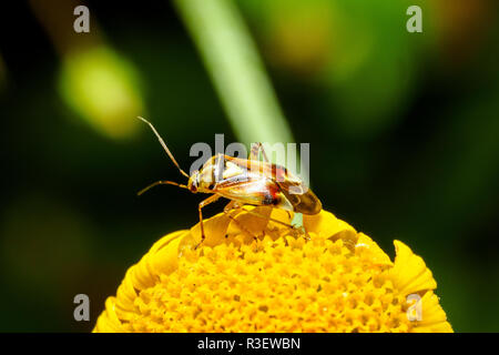 Mirid Bug (Orthops basalis) - Umbria, Italy Stock Photo - Alamy