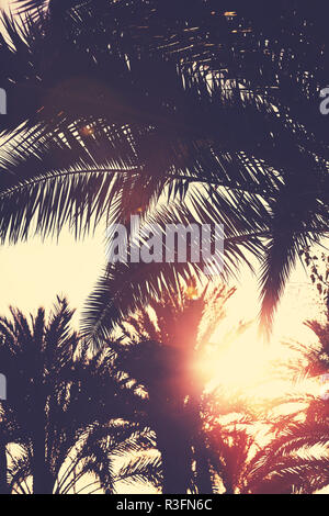 Palm tree with sun flare against blue sky. Tropical summer background ...