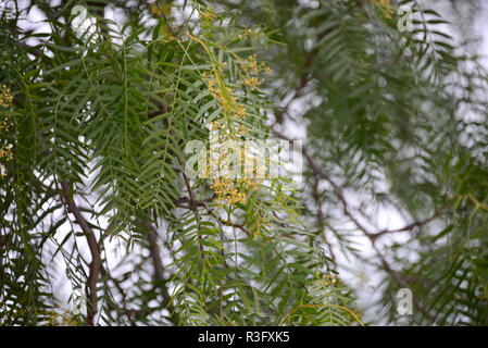 red pepper at the tree in spain Stock Photo - Alamy