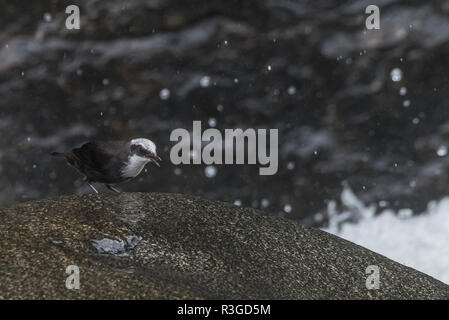 White-capped dipper (Cinclus leucocephalus) feeding on insect larvae ...