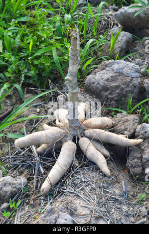 Pile of manioc for sale Stock Photo - Alamy
