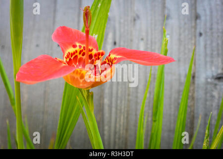 Closeup of a big red tiger lily in the garden summer. Bright red ...