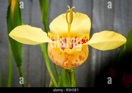 Closeup of a big red tiger lily in the garden summer. Bright red ...