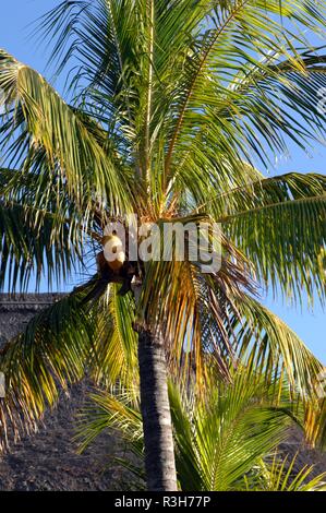 Arecaceae Palmae Palmaceae Palm Tree Stock Photo - Alamy