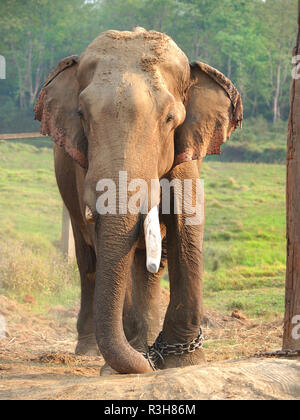 Asian elephant trunk finger Stock Photo - Alamy