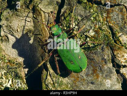 animal insect beetle predator bandit raider macro close-up macro ...