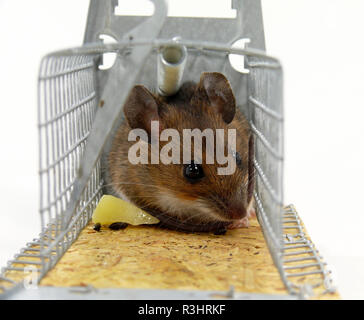 live mouse caught Stock Photo - Alamy