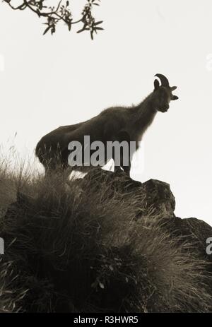Nepal Wild Mountain Goat in the Everest Region Of Nepal Stock Photo - Alamy