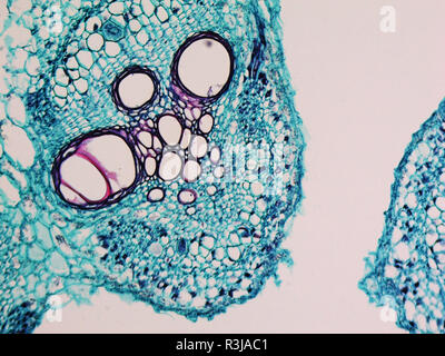Light photomicrograph of Cucurbita stem cross section seen through ...