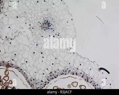 Light photomicrograph of Lily anther cross section seen through ...
