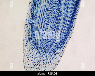 science botany micrograph plant root tip tissue cell, Magnification ...