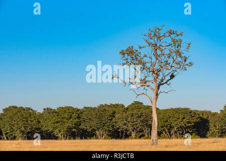 Leadwood tree bark Combretum imberbe Stock Photo - Alamy