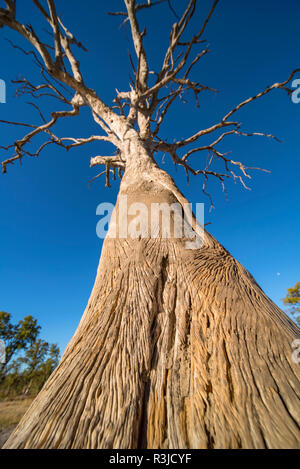 A leadwood tree Combretum imberbe seen in Zimbabwe's Hwange National ...