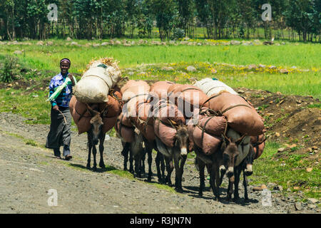People traveling with donkey along the road, between Bahir Dar ...