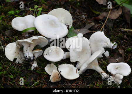 Clitopilus prunulus, commonly known as the miller or the sweetbread ...