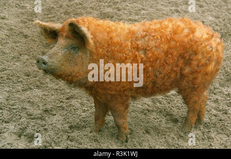 Hungarian red mangalica woolly pig Stock Photo - Alamy