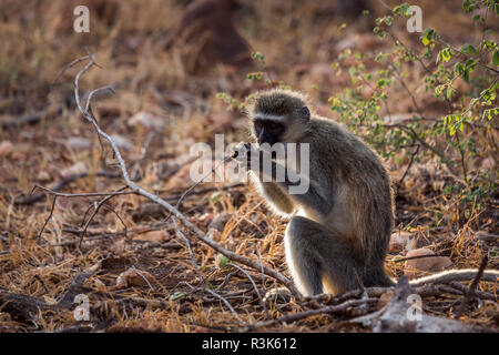 Vervet monkey eating seeds in the bush in Kruger National park, South ...