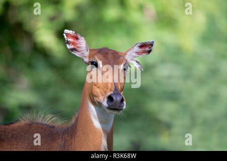 A female blue bull (Boselaphus tragocamelus) standing beneath a tree in ...