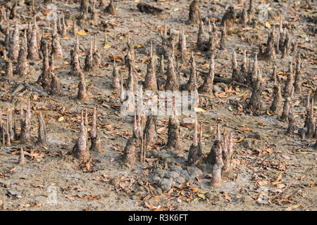 Mangrove tree roots system that called Peg Root in the mangrove forest ...