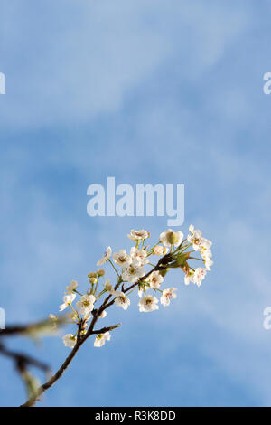 Pear flowers, Jinchuan County, Sichuan Province, China Stock Photo - Alamy