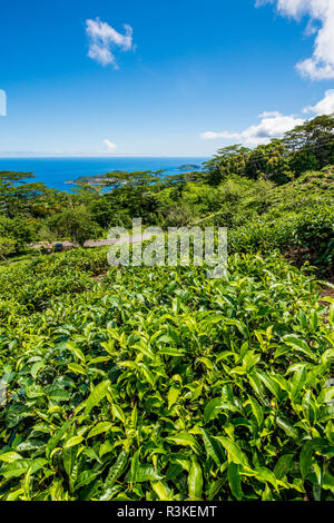 Seychelles, Mahe Island, Tea plantation Stock Photo - Alamy