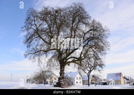 siegelsbach in the winter Stock Photo - Alamy