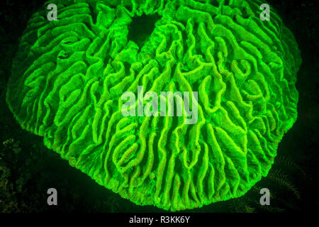 Scleractinia Hard Coral (Pectinia lactuca) near airport and Laha ...