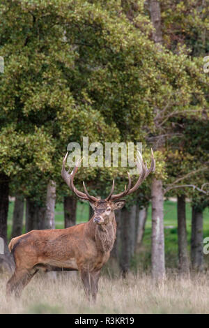 Stag during rutseason standing among trees, Jaegerborg dyrehaven ...
