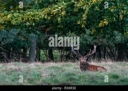Stag during rutseason lying down, looking in to the camera, Jaegersborg ...