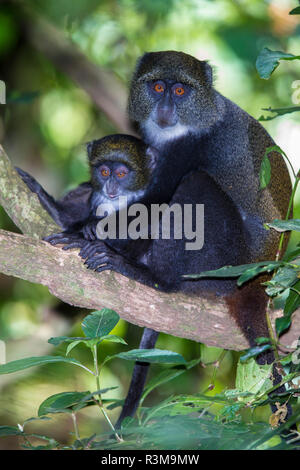 Blue Monkey (Cercopithecus mitis) female, named Kipper, licking ...