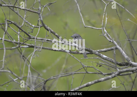 White-browed Shrike-babbler (Pteruthius aeralatus annamensis) adult ...