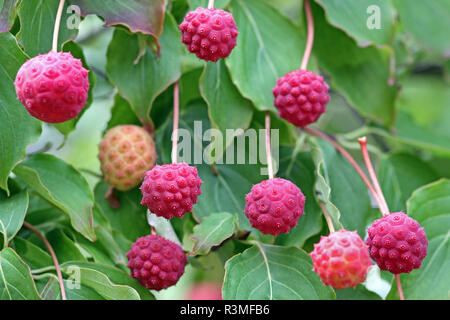 kousa dogwood, Japanese Dogwood (Cornus kousa 'Scarlet Fire', Cornus ...