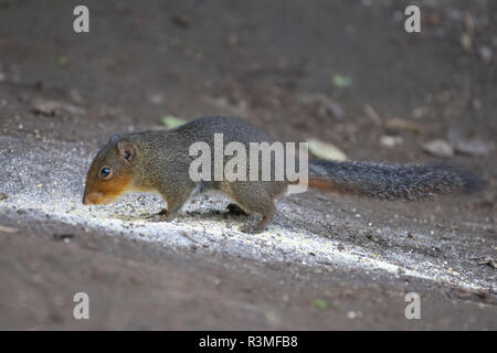 Asian red-cheeked Squirrel (Dremomys rufigenis) in Da lat, Vietnam ...