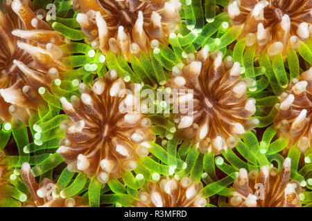 Galaxy Coral, Galaxea fascicularis, Oculinidae, Anilao, Philippines ...