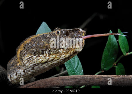 Flat-nosed Pitviper (Trimeresurus puniceus), Bogor, Java, Indonesia ...