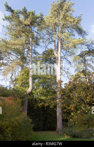 A Crimean Pine tree (Pinus nigra Stock Photo - Alamy